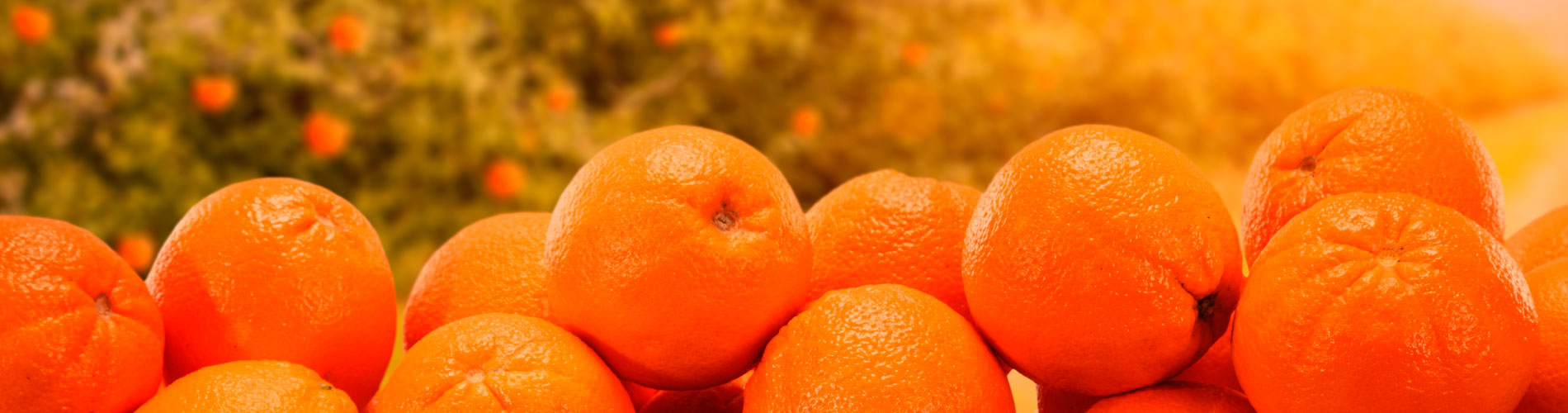 Orange Logistics Group System